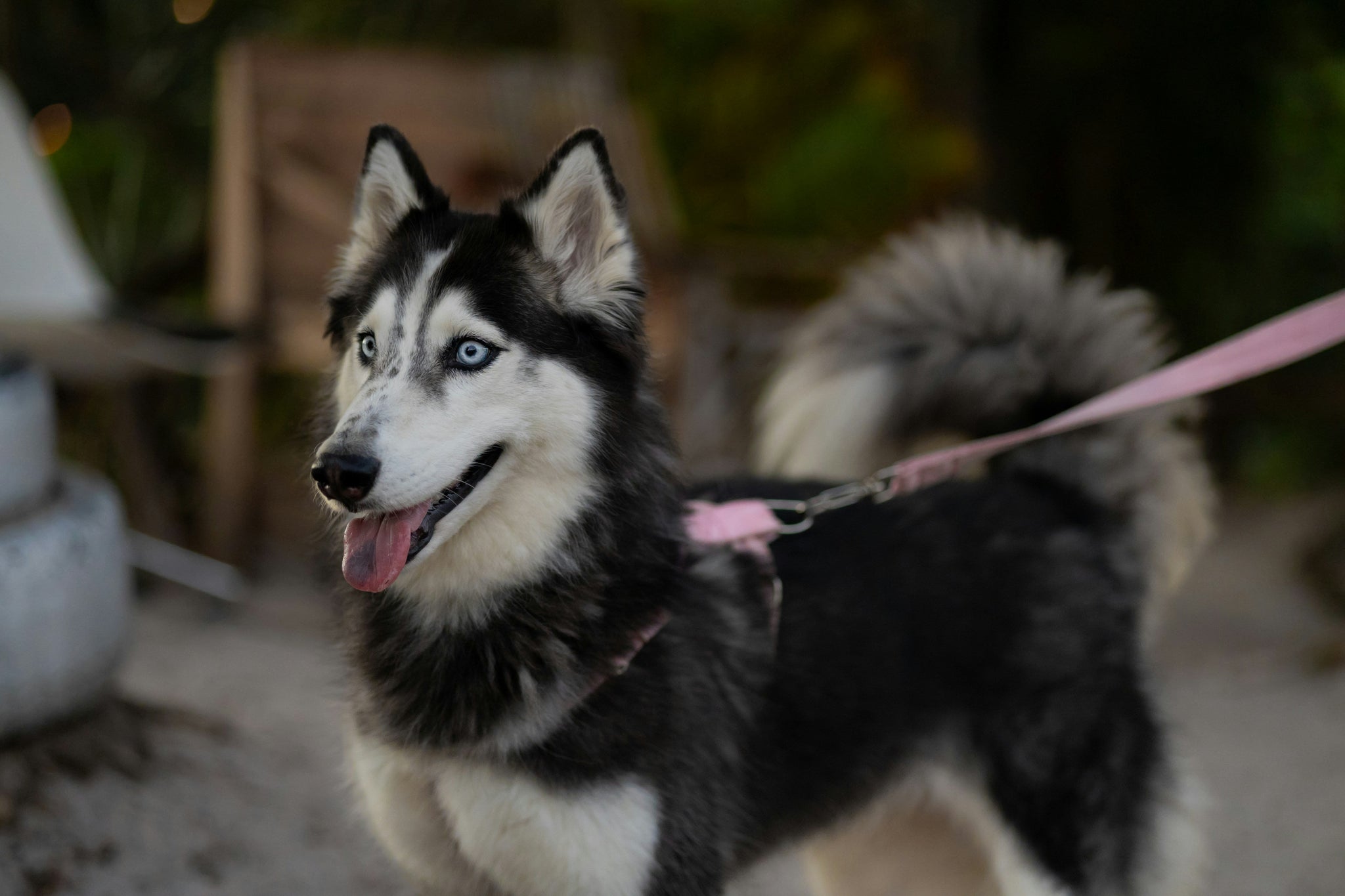 Dog Heat Cycle: Complete Guide to Stages, Care, and Symptoms