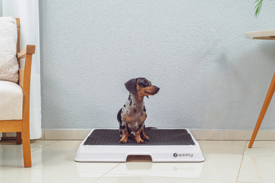 Weasy Smart Dog Potty